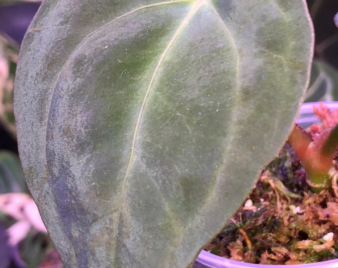 Anthurium Pap X Pap - Papillilaminum X Papillilaminum - Velvet- Dark ...