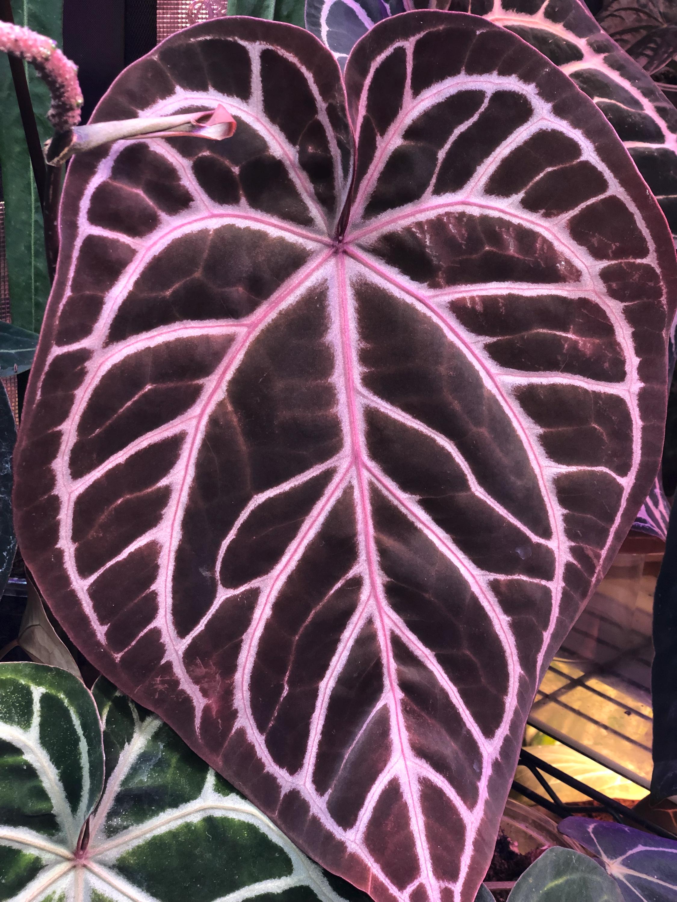 Anthurium Hybrid-10- Forgetii X RC X KOS Hu- 10, 1 Leaf Seedlings- King ...