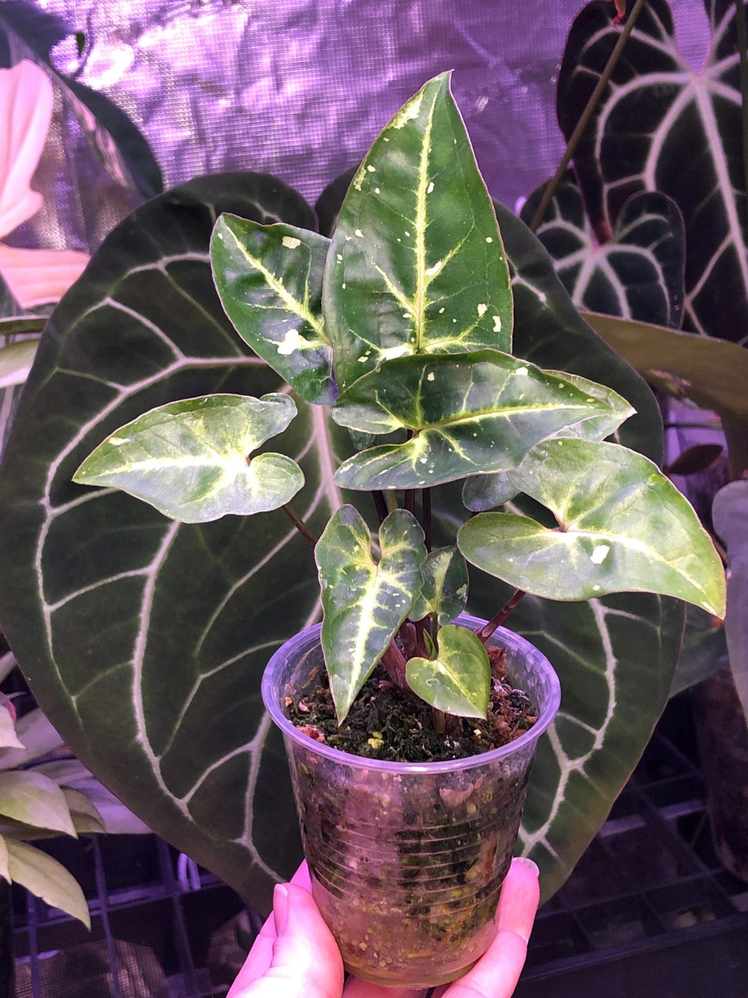 Syngonium Panda- Rooted- Actively Growing- Variegation- Splash ...