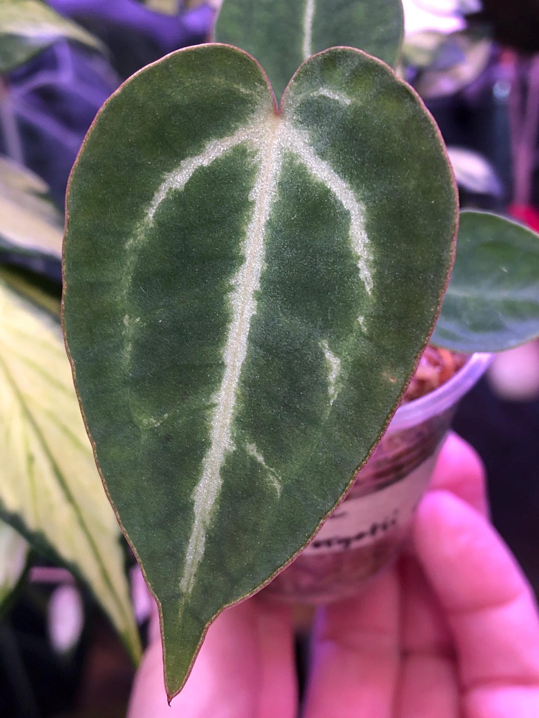 Anthurium NSE RC X Carla X Forgetii- 1 Seedling - (F) -red Crystal -red ...