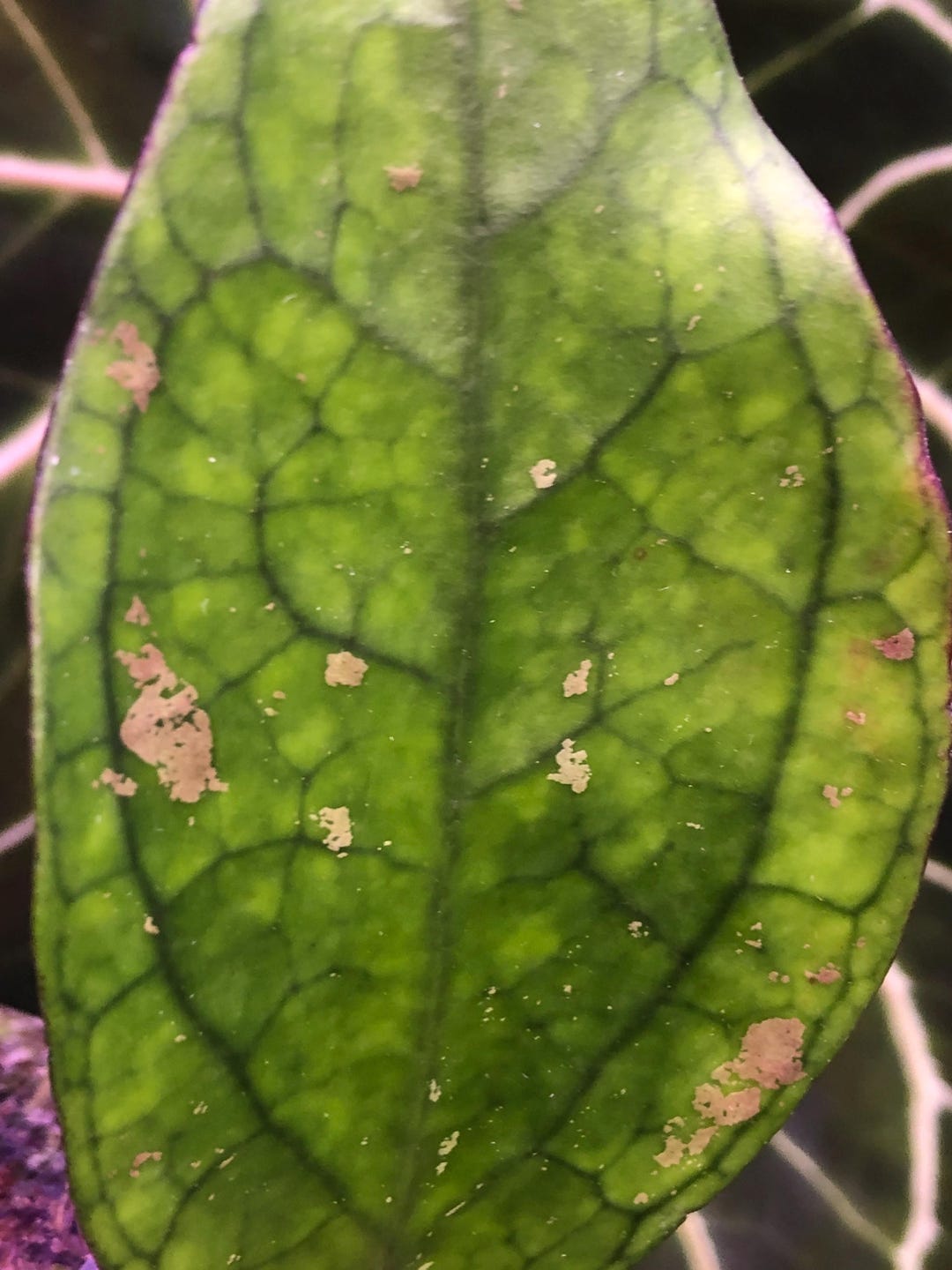 Hoya Germany Sp Germany Lightly Rooted Veiny Splash Splashy Jurassic ...