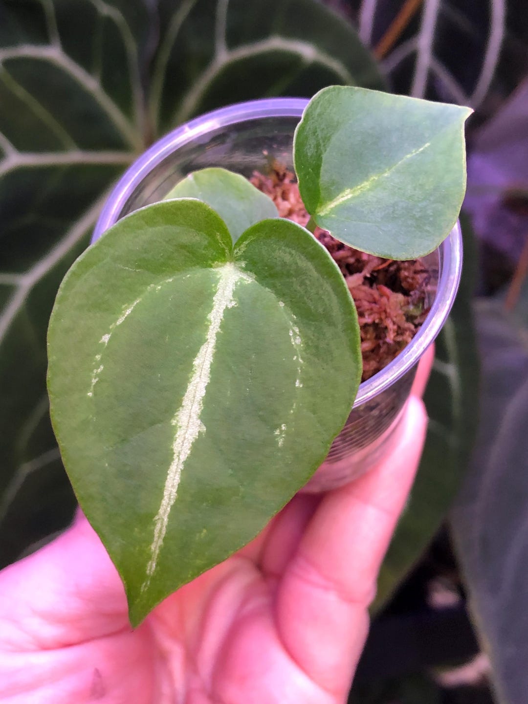Anthurium Seedling Dorayaki X Forgetii Silver X Forgetii Black pollen ...