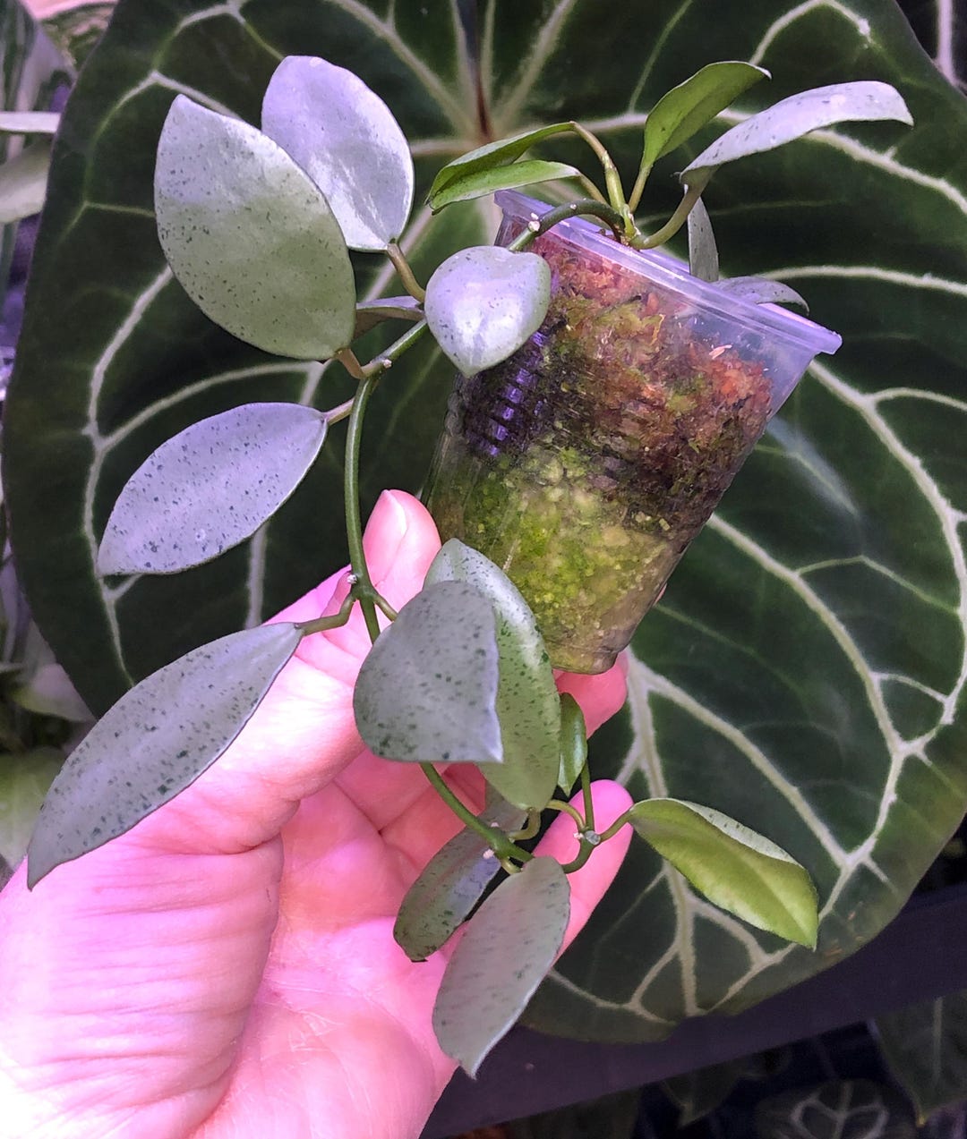 Hoya Lacunosa Silver Mint Coin Lightly Rooted Actively Growing Silver ...