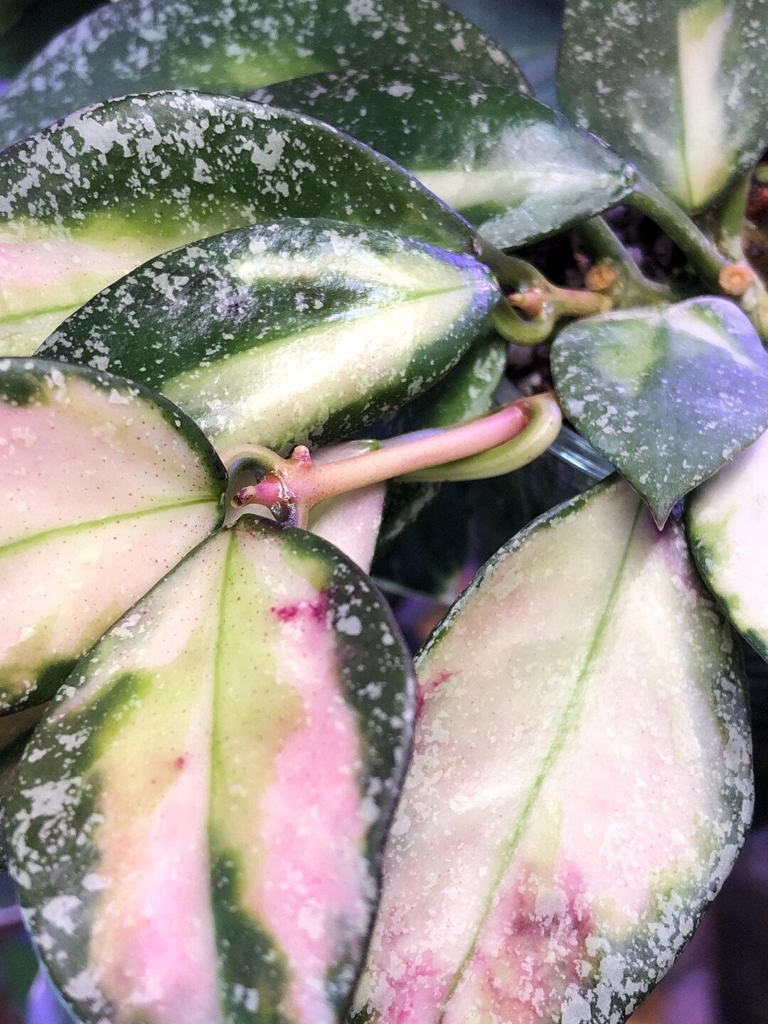 Hoya Nabawensis Variegated Splash - Lightly Rooted -growing - Splashy ...