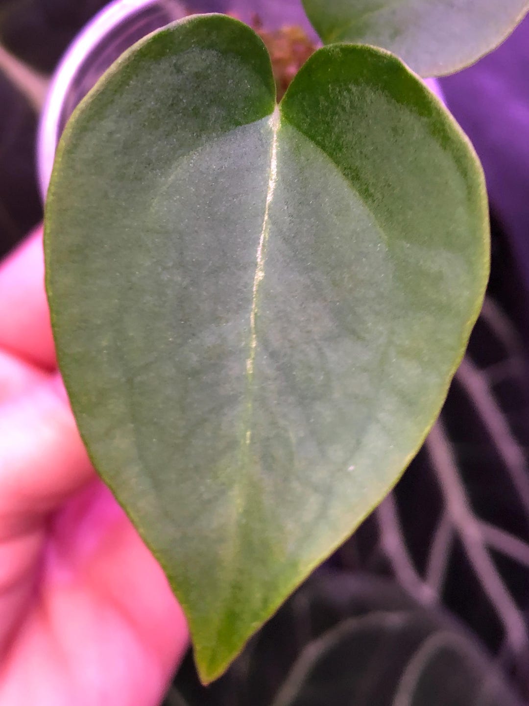 Anthurium Hybrid- Raspberry NOID X Blue Besseae Aff - 1 Seedling (C ...