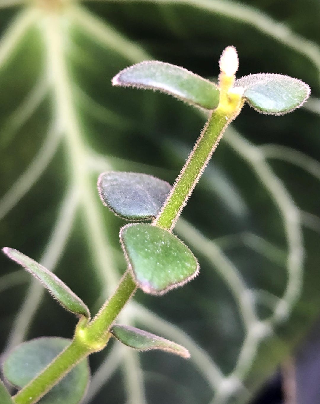 Hoya Chinghungensis Lightly Rooted Actively Growing Peduncles Small ...