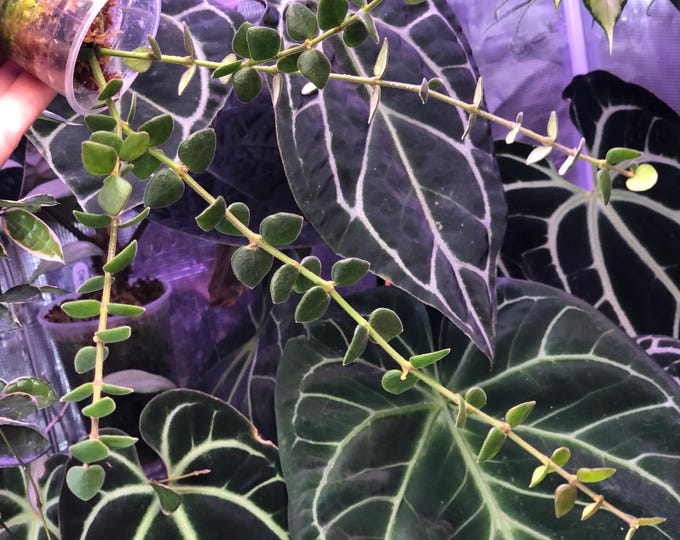 Hoya Chinghungensis- Rooted- Actively Growing- Large Cutting ...