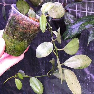 Hoya Lacunosa Silver Mint Coin Lightly Rooted Actively Growing Silver ...