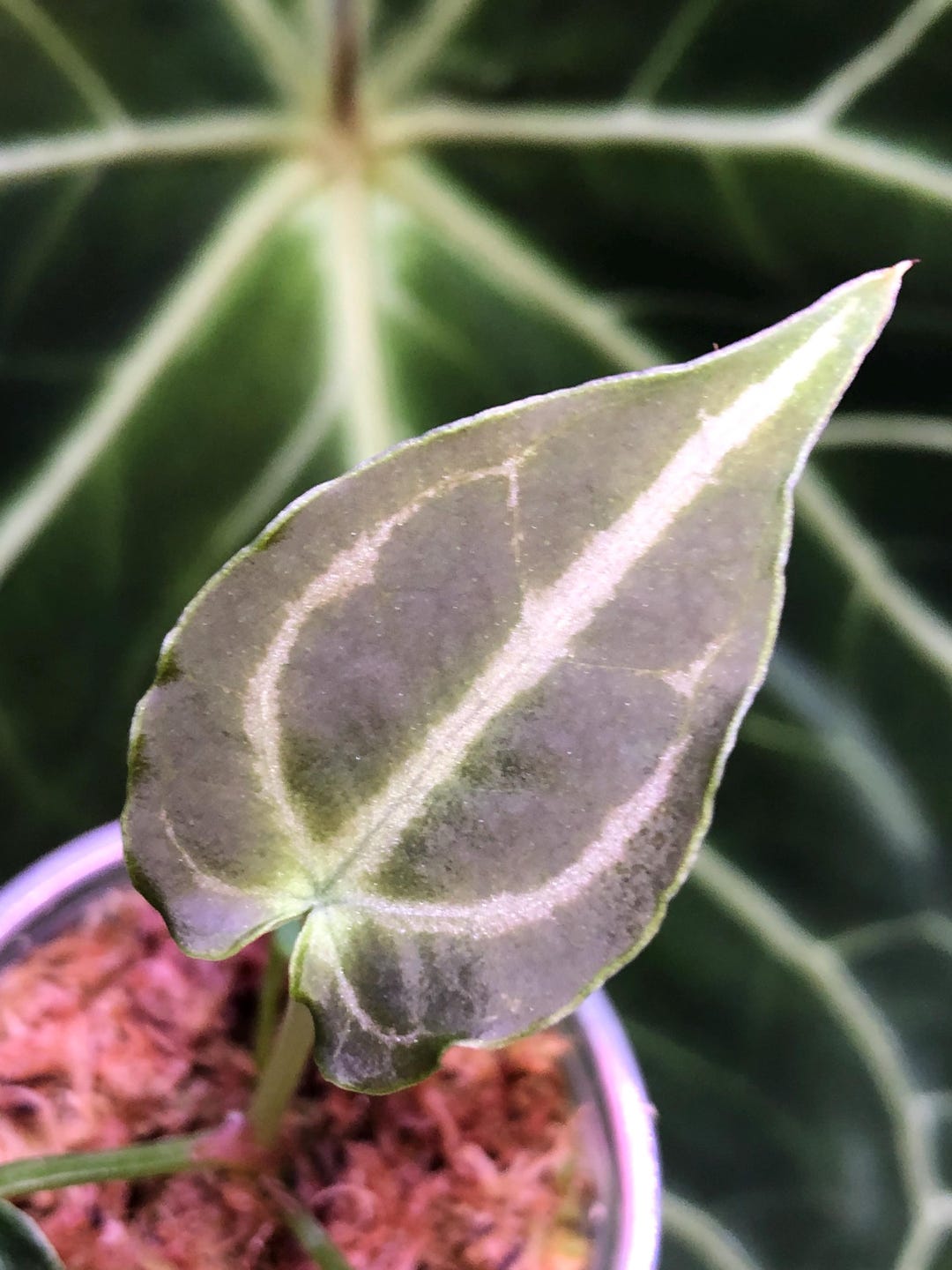 Anthurium Seedling Dorayaki X Forgetii Silver X Forgetii Black pollen ...
