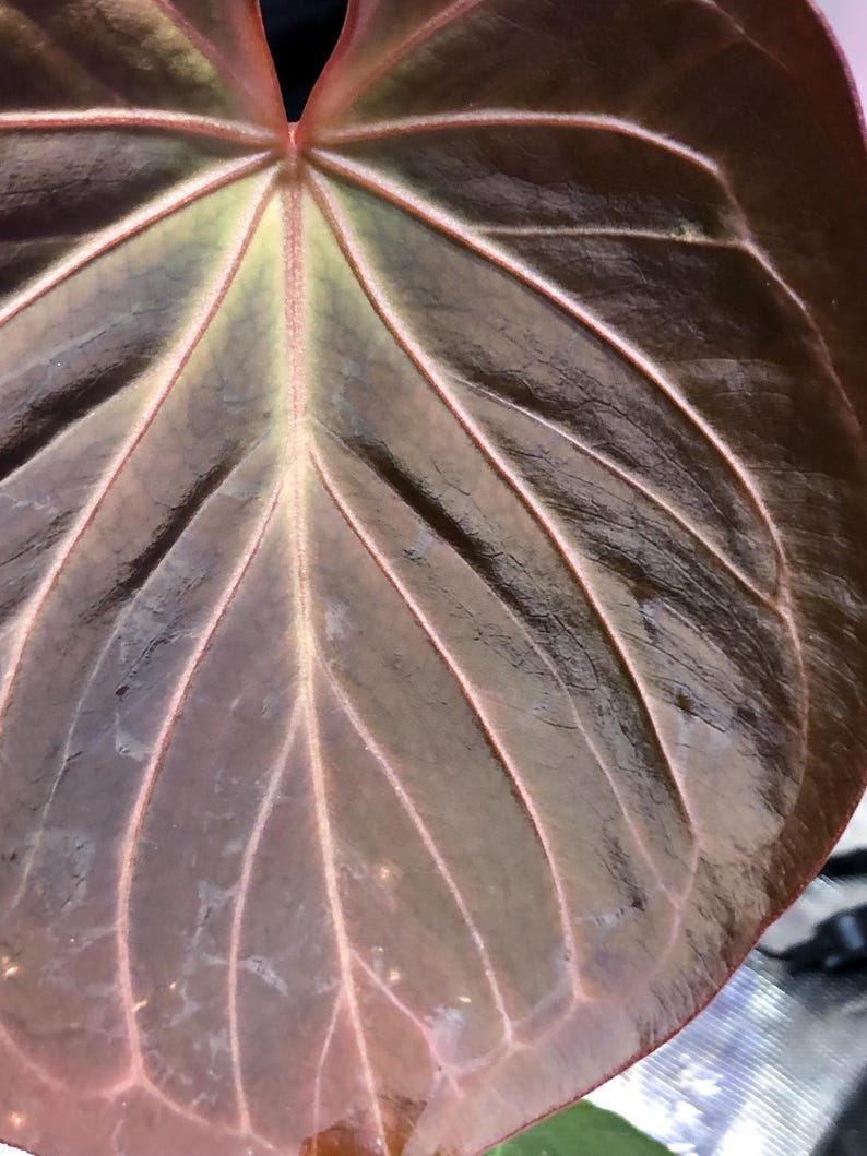 Anthurium Hybrid-10- Forgetii X RC X KOS Hu- 10, 1 Leaf Seedlings- King ...