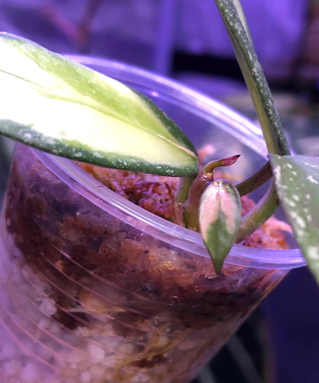 Hoya Nabawensis Variegated Splash - Lightly Rooted- Growth Point ...