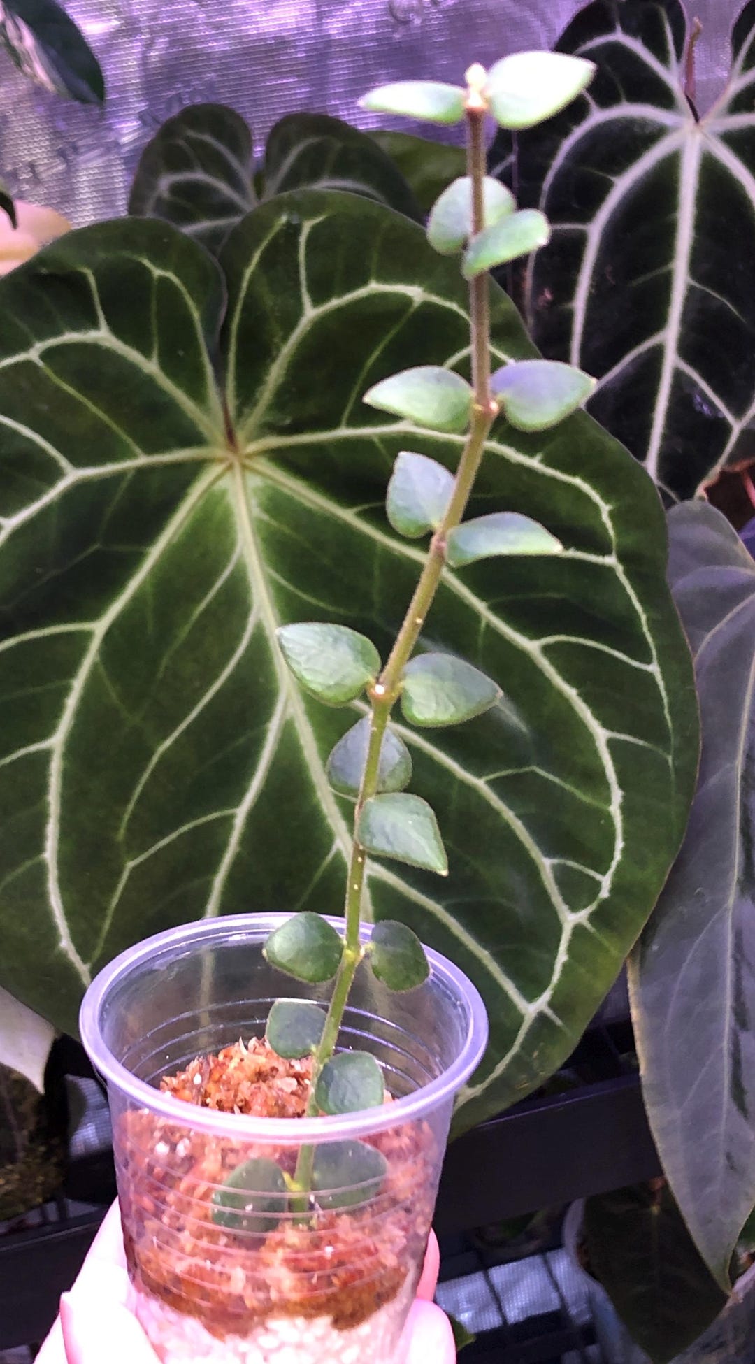 Hoya Chinghungensis Lightly Rooted Actively Growing Peduncles Small ...