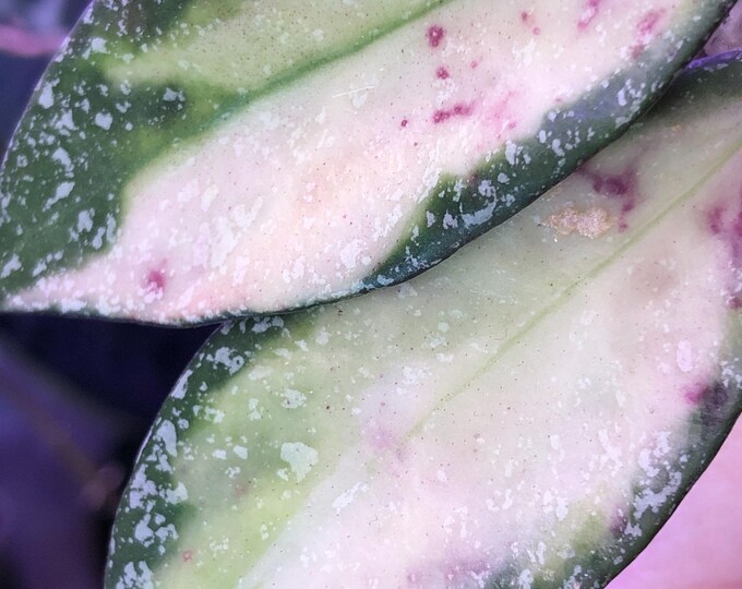 Hoya Nabawensis Variegated Splash - Lightly Rooted -growing - Splashy ...