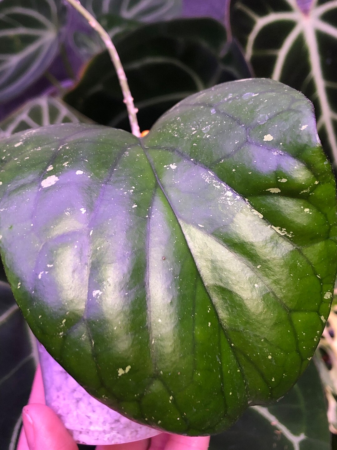 Hoya Elephant - Priktai Splash - Cv Elephant- AH 027 - Lightly Rooted ...