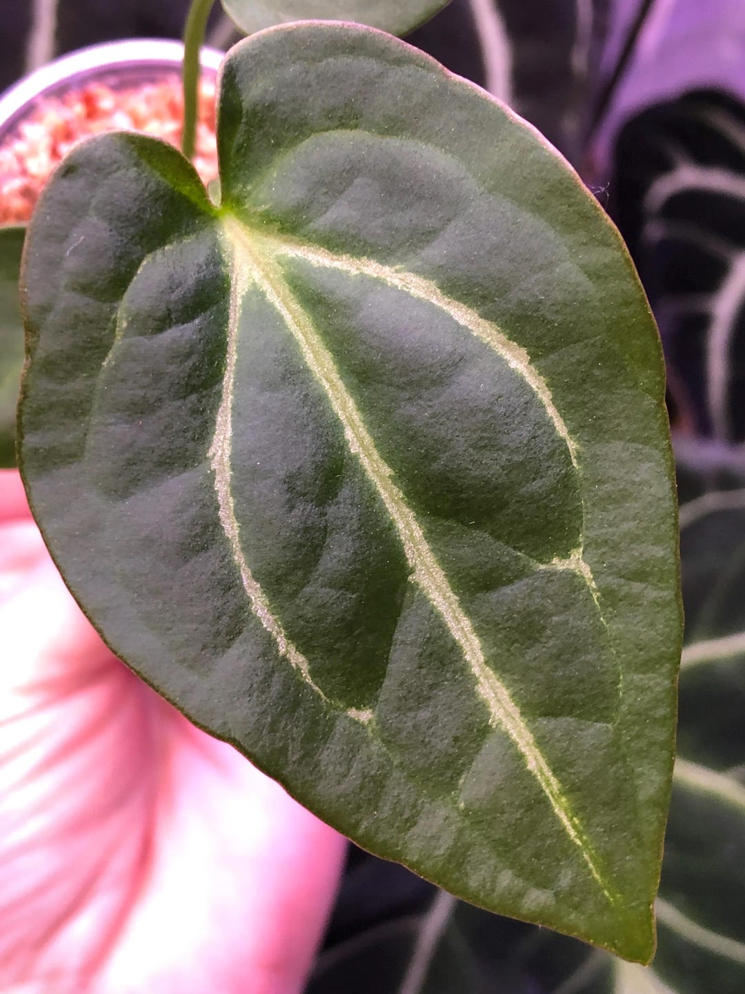 Anthurium Hybrid- Raspberry NOID X Blue Besseae Aff - 1 Seedling -K ...