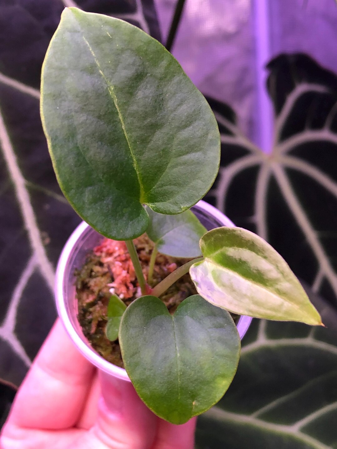 Anthurium Hybrid- Raspberry NOID X Blue Besseae Aff - 1 Seedling (M ...