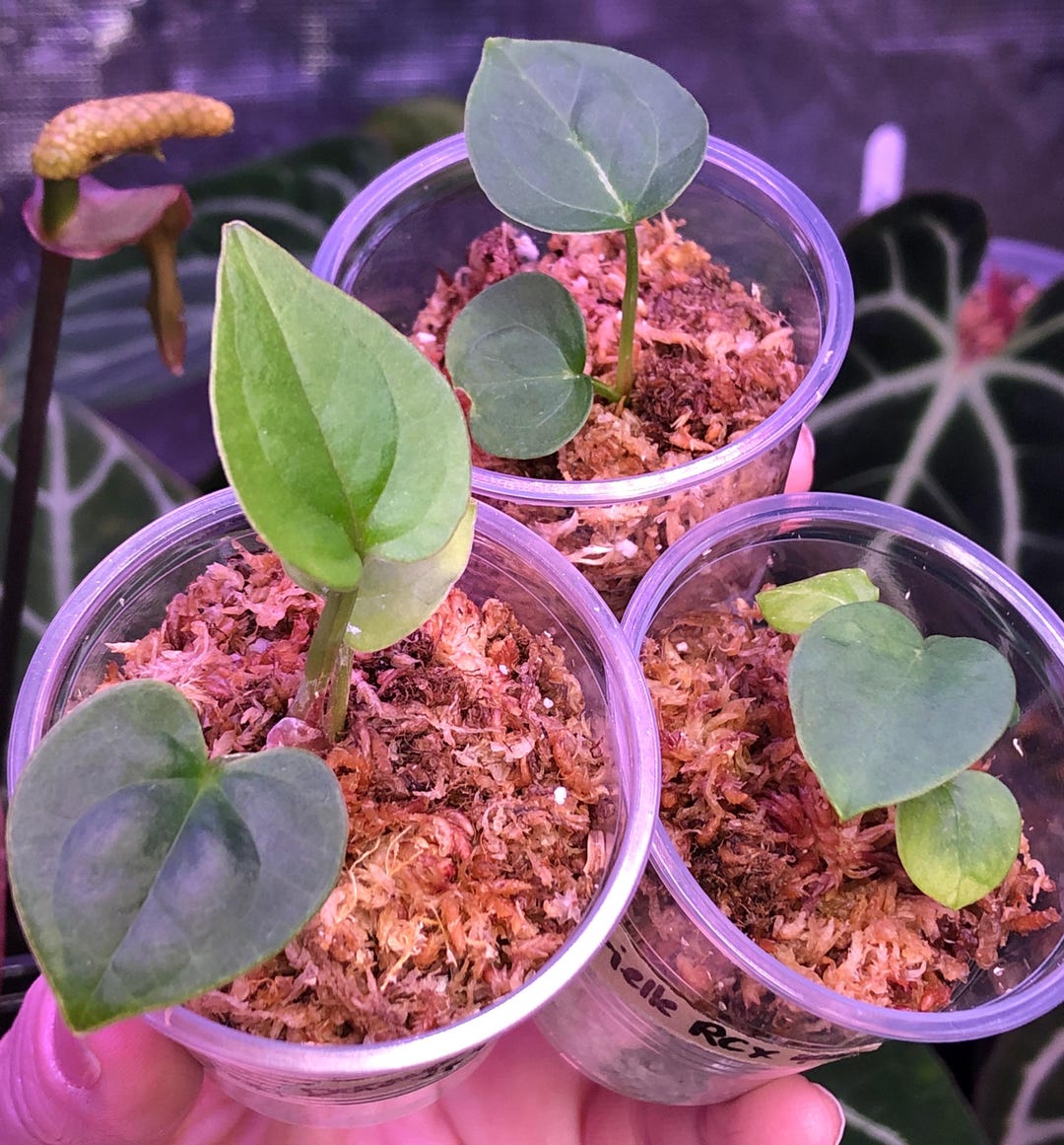 Anthurium Hybrid BUNDLE 3 Seedlings Brielle Red Crystal Dorayaki X Forgetii Silver Luxurians ...