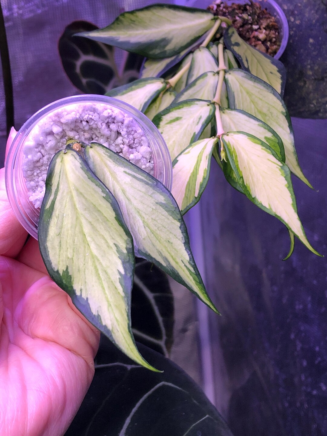 Hoya Polyneura Variegated - Lightly Rooted - VARIEGATION - Rare ...