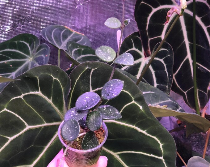 Hoya Mathilde Splash - Lightly Rooted - Actively Growing - Splash ...