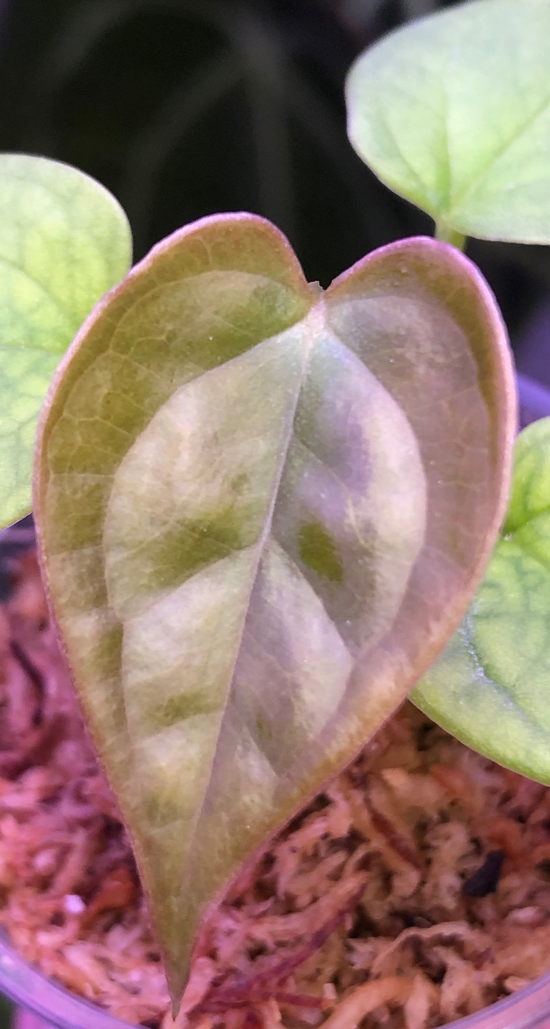 Anthurium Seedling Dorayaki X Forgetii Silver mother X LUXURIANS pollen ...