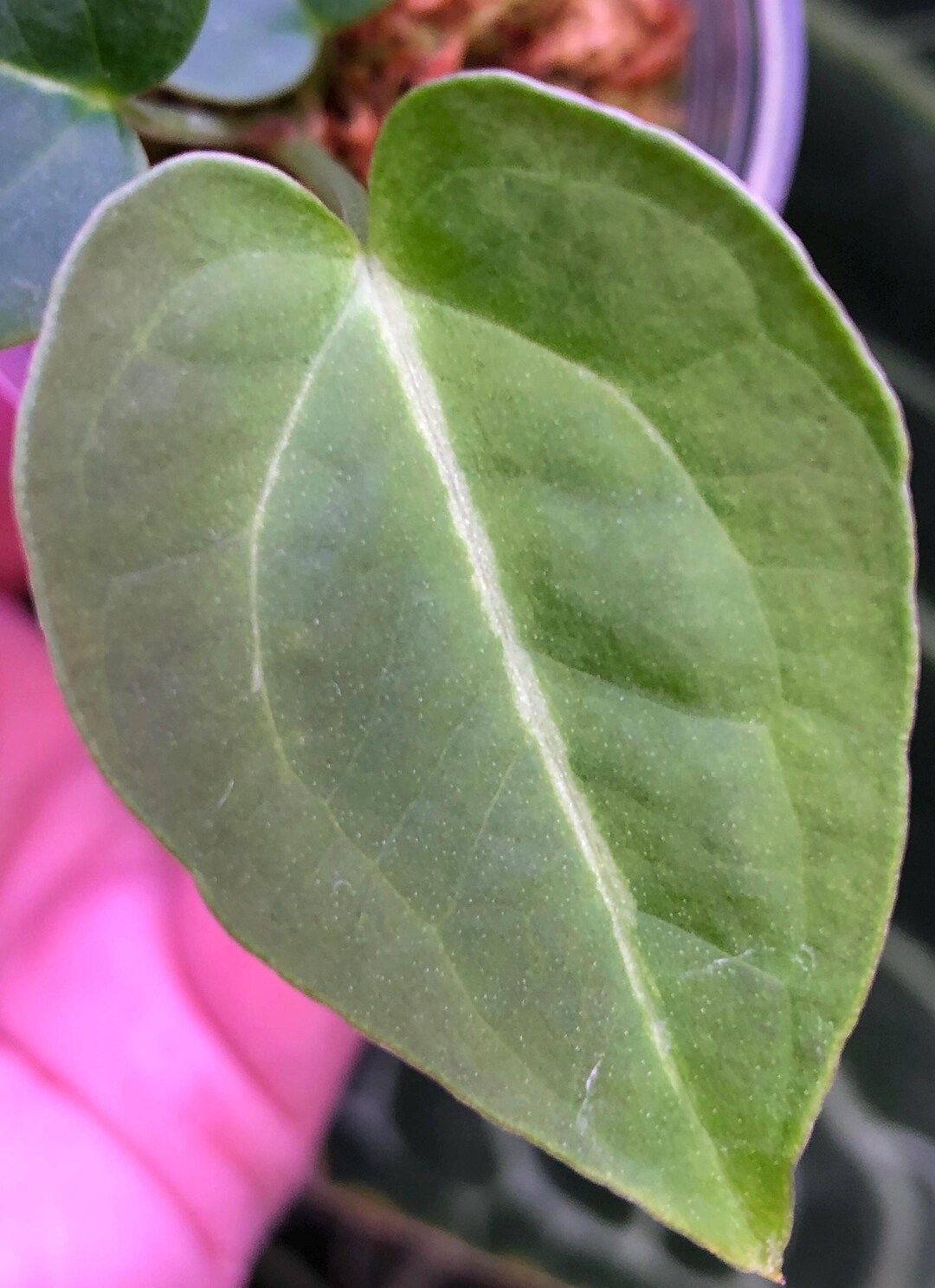 Anthurium Hybrid- Raspberry NOID X Blue Besseae Aff - 1 Seedling (B ...