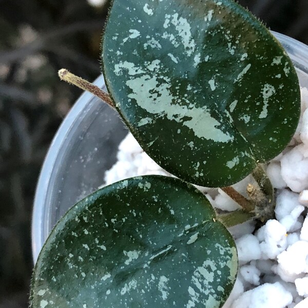 Hoya Mathilde - Etsy