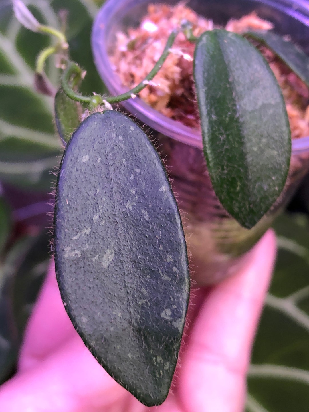 Hoya Thomsonii Splash lightly Rooted Growing Fuzzy Splashy Pubescent ...