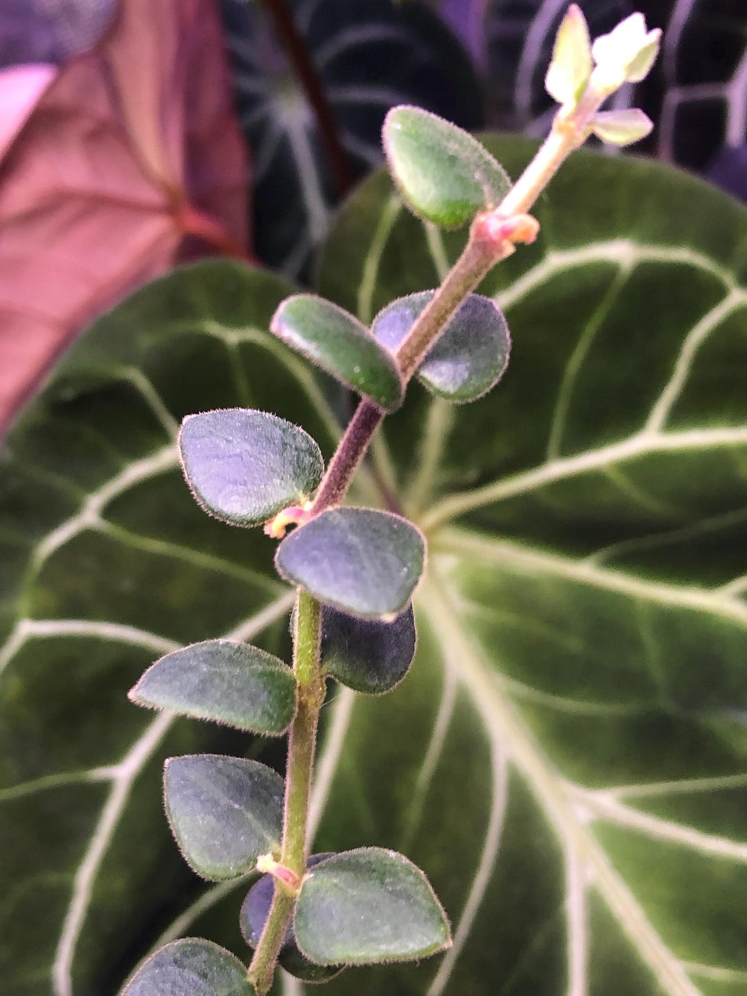 Hoya Chinghungensis Lightly Rooted Actively Growing Peduncles Small ...
