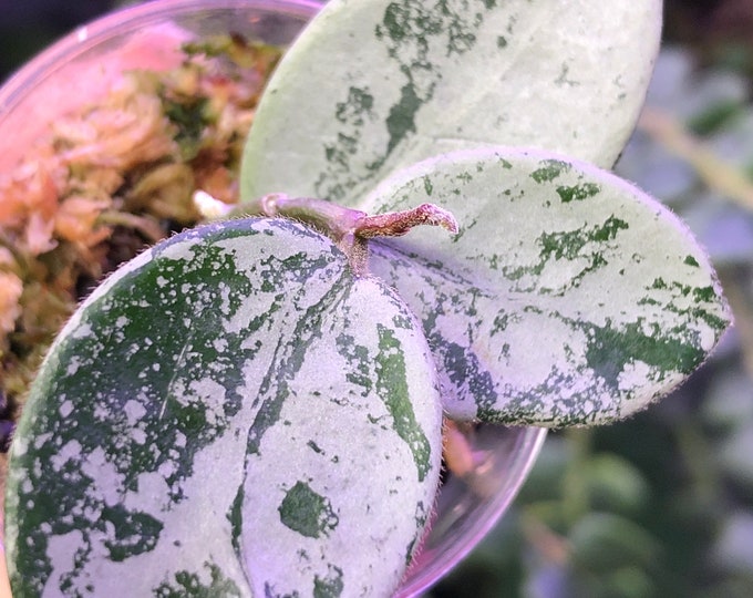 Hoya Mathilde Splash-super Silver- Lightly Rooted - Actively Growing -2 ...
