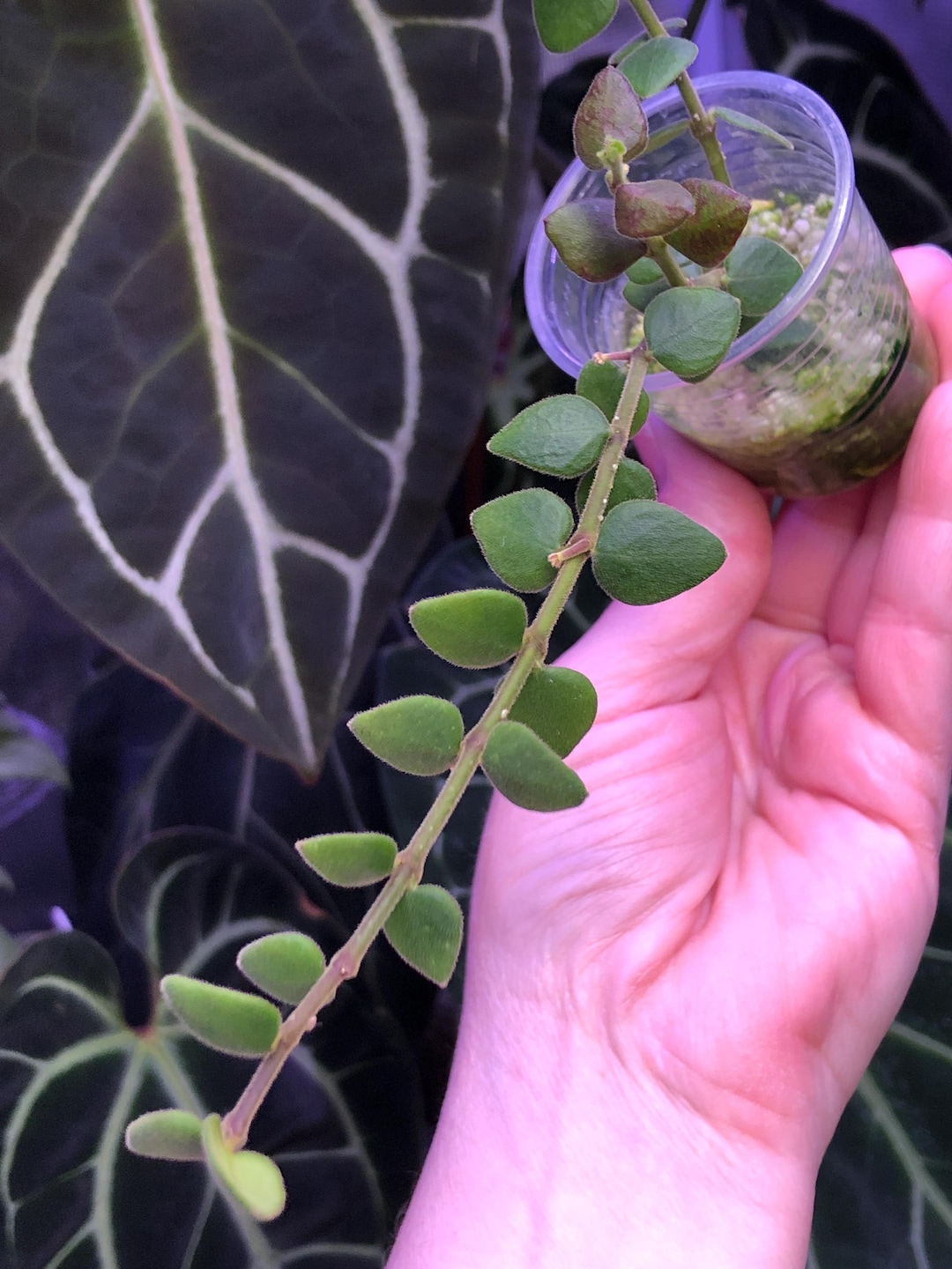 Hoya Chinghungensis- Rooted- Actively Growing- Large Cutting ...