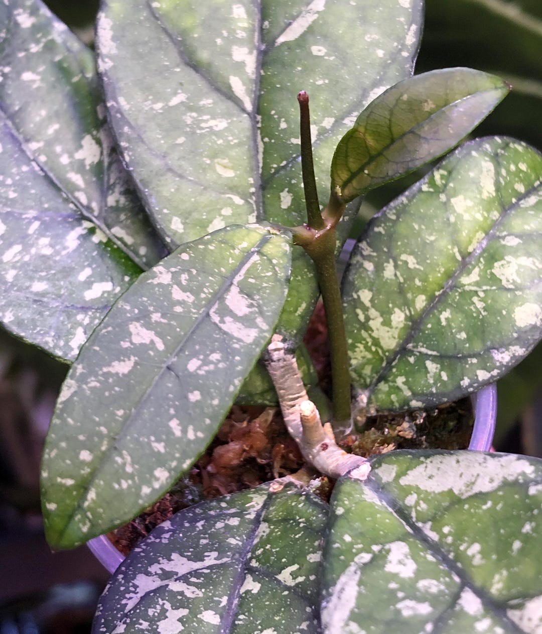 Hoya Crassipetiolata Splash Lightly Rooted Actively Growing Dark Silver ...