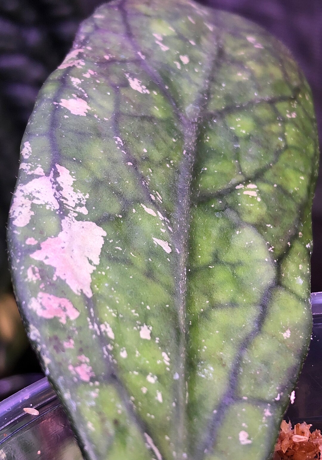 Hoya Germany Sp Germany Lightly Rooted Veiny Splash Splashy Jurassic ...