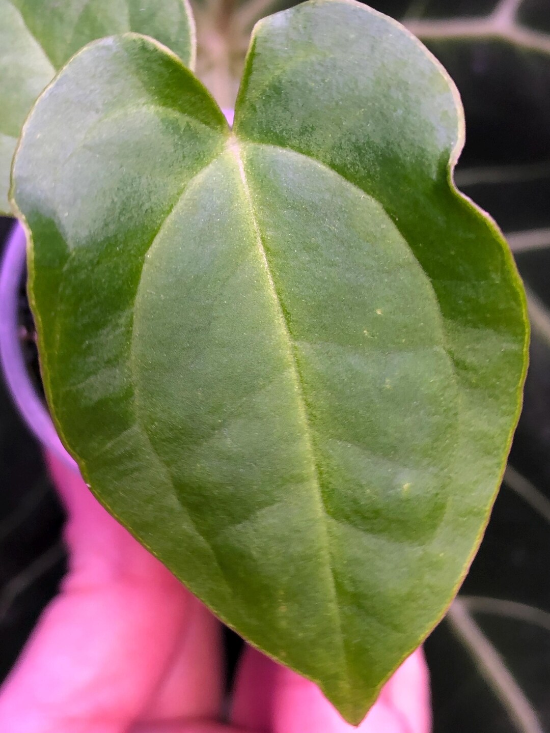 Anthurium Hybrid - Blue Besseae Aff X Forgetii Black - 1 Seedlings ...