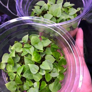 Anthurium Hybrid- 2 - Raspberry Noid X Pap - 2 Seedlings - 1st Leaves ...