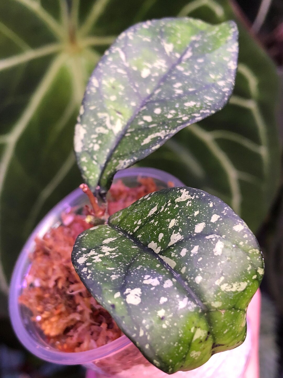 Hoya Crassipetiolata Splash Lightly Rooted Actively Growing Dark Silver ...
