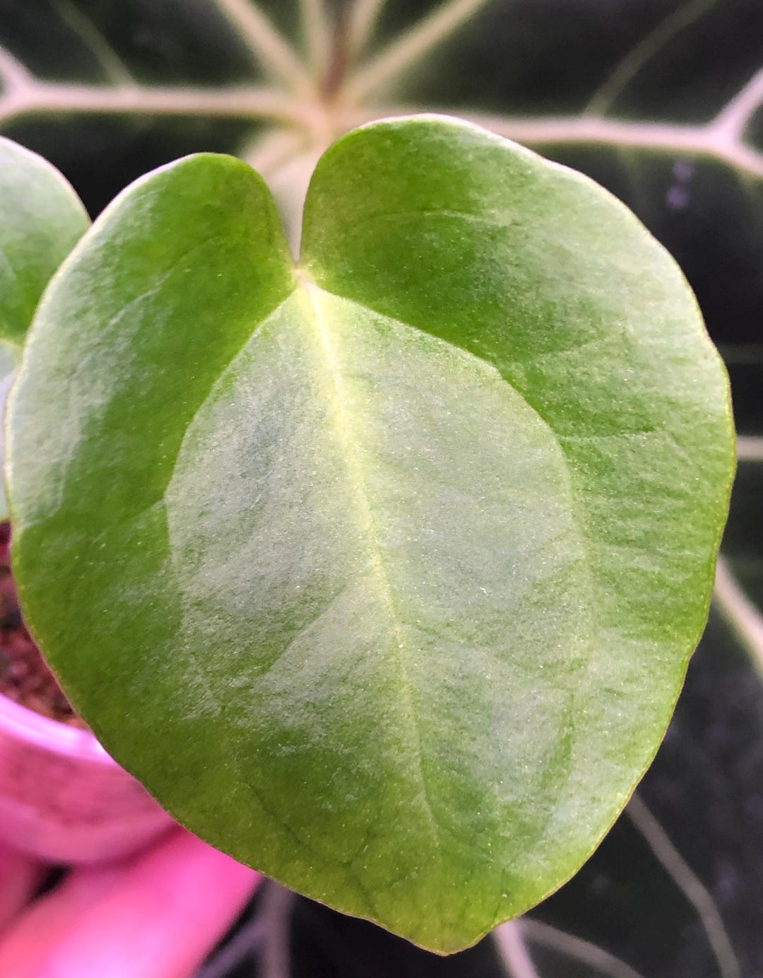 Anthurium Hybrid - Blue Besseae Aff X Forgetii Black - 1 Seedlings ...