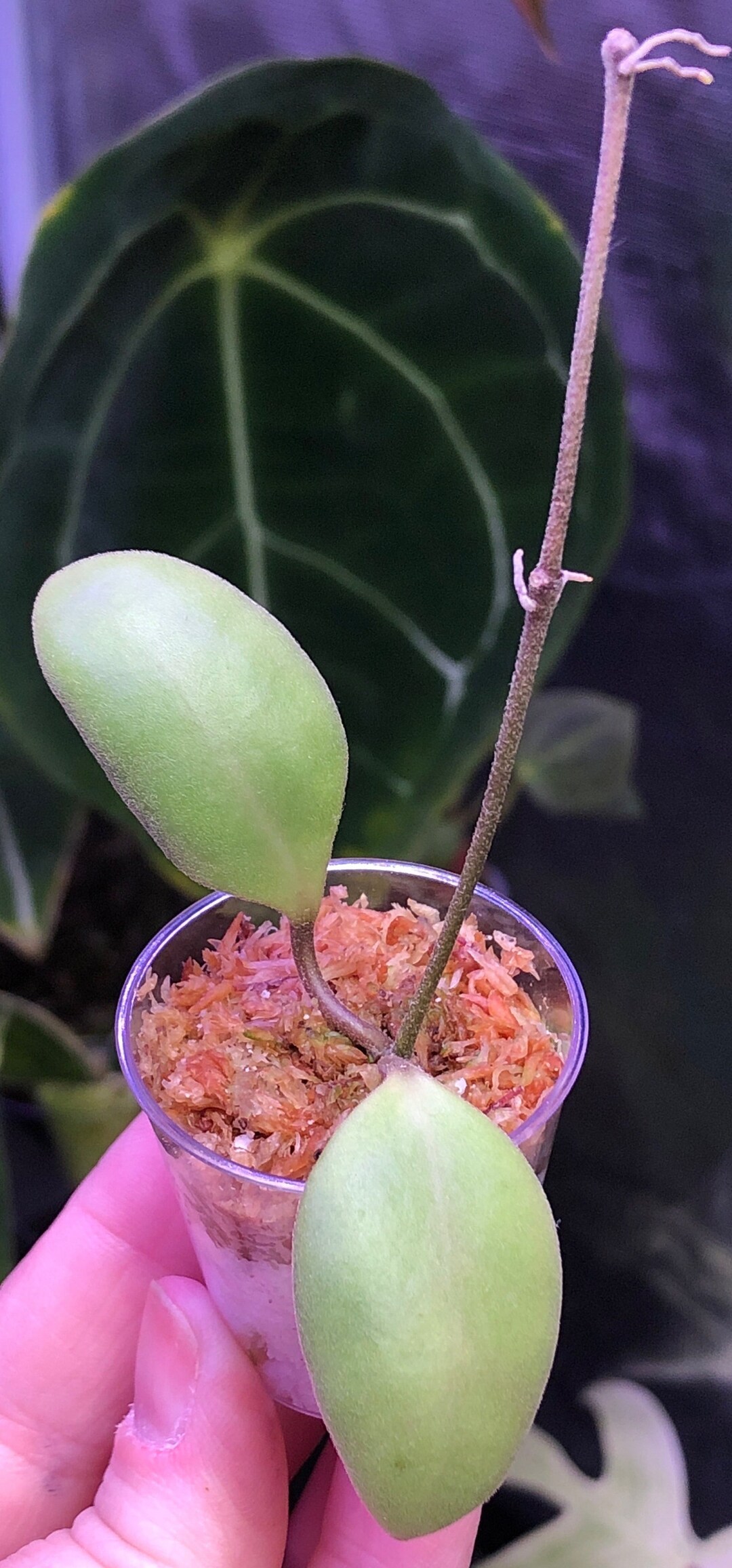 Hoya GPS 7731 Lightly Rooted Growing Light Green Grape Succulent Fuzzy ...