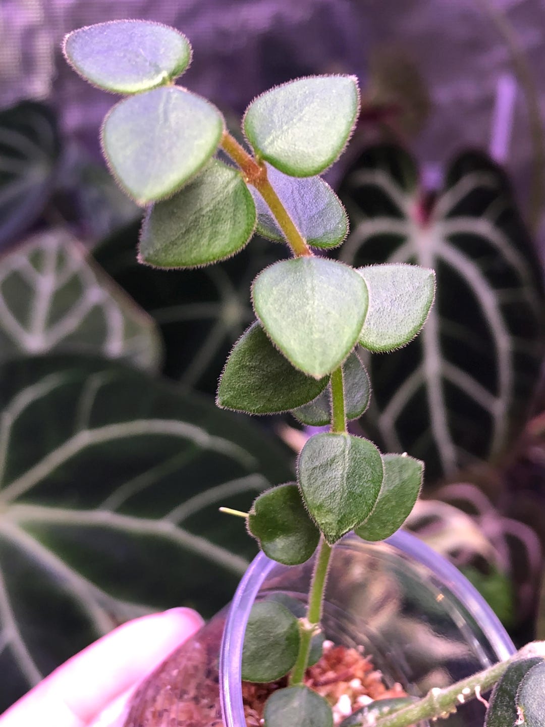 Hoya Chinghungensis Lightly Rooted Actively Growing Small Leaf Hoya ...