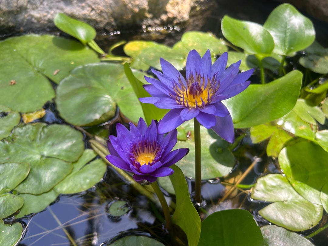 Insect Resin Cubes - Etsy