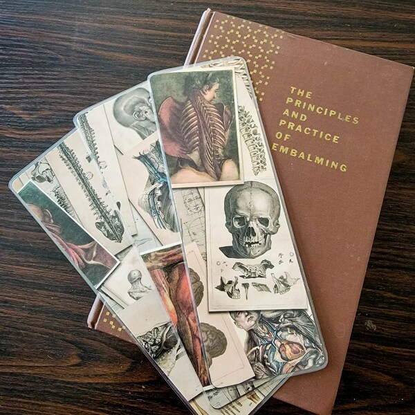 Vintage Anatomy - Etsy