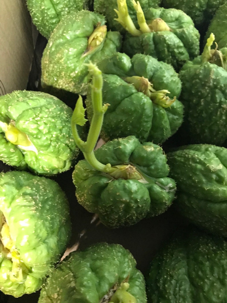 Sprouts Chayote Pear Soft Spikes - Etsy