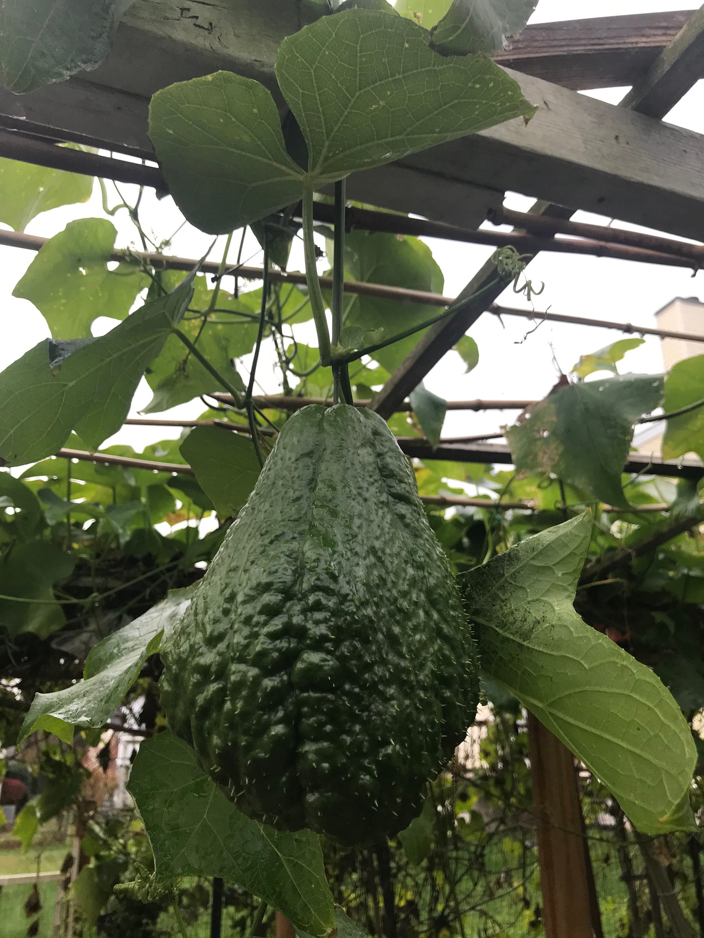 Sprouts Chayote Pear Soft Spikes - Etsy