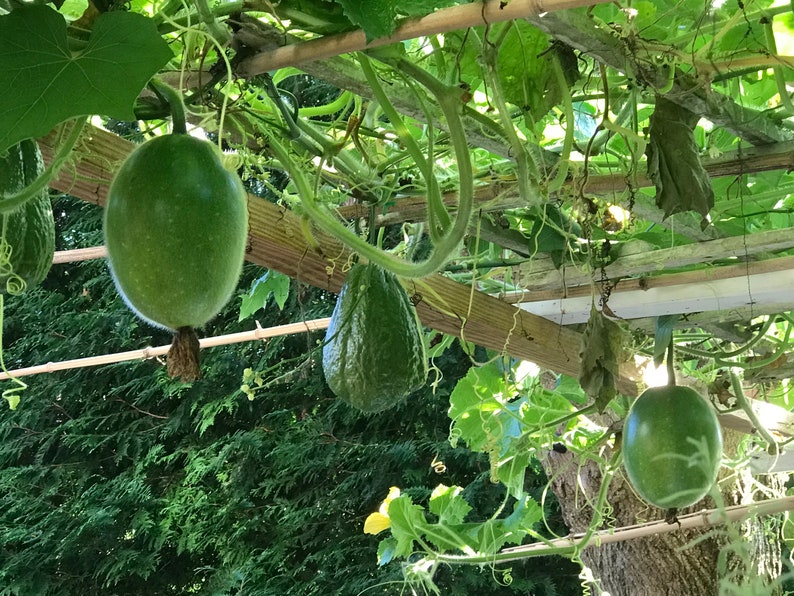 Unsprout Chayote Pear Soft Spike ( Perennial}edible - Etsy