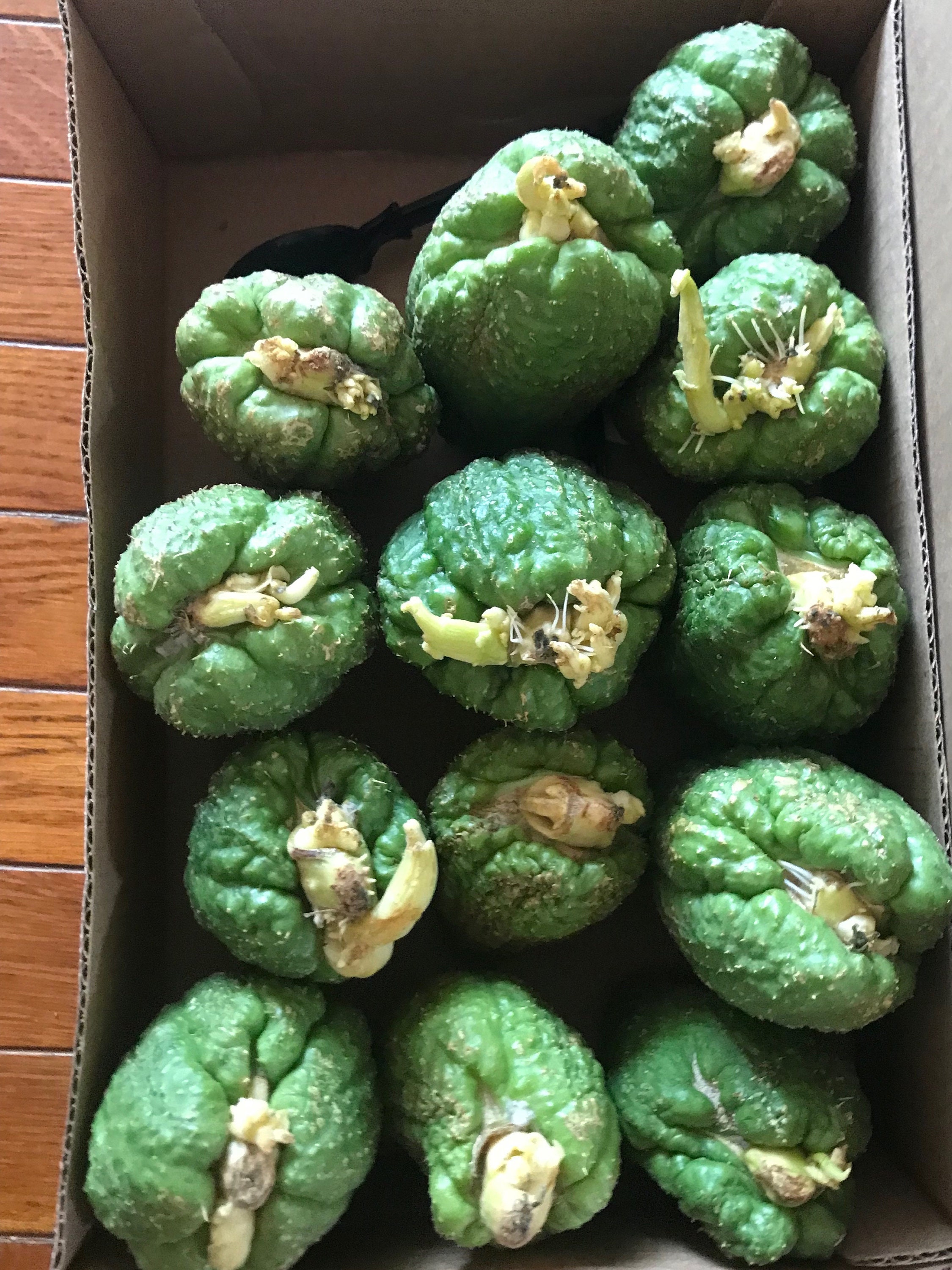 Sprouts Chayote Pear Soft Spikes - Etsy