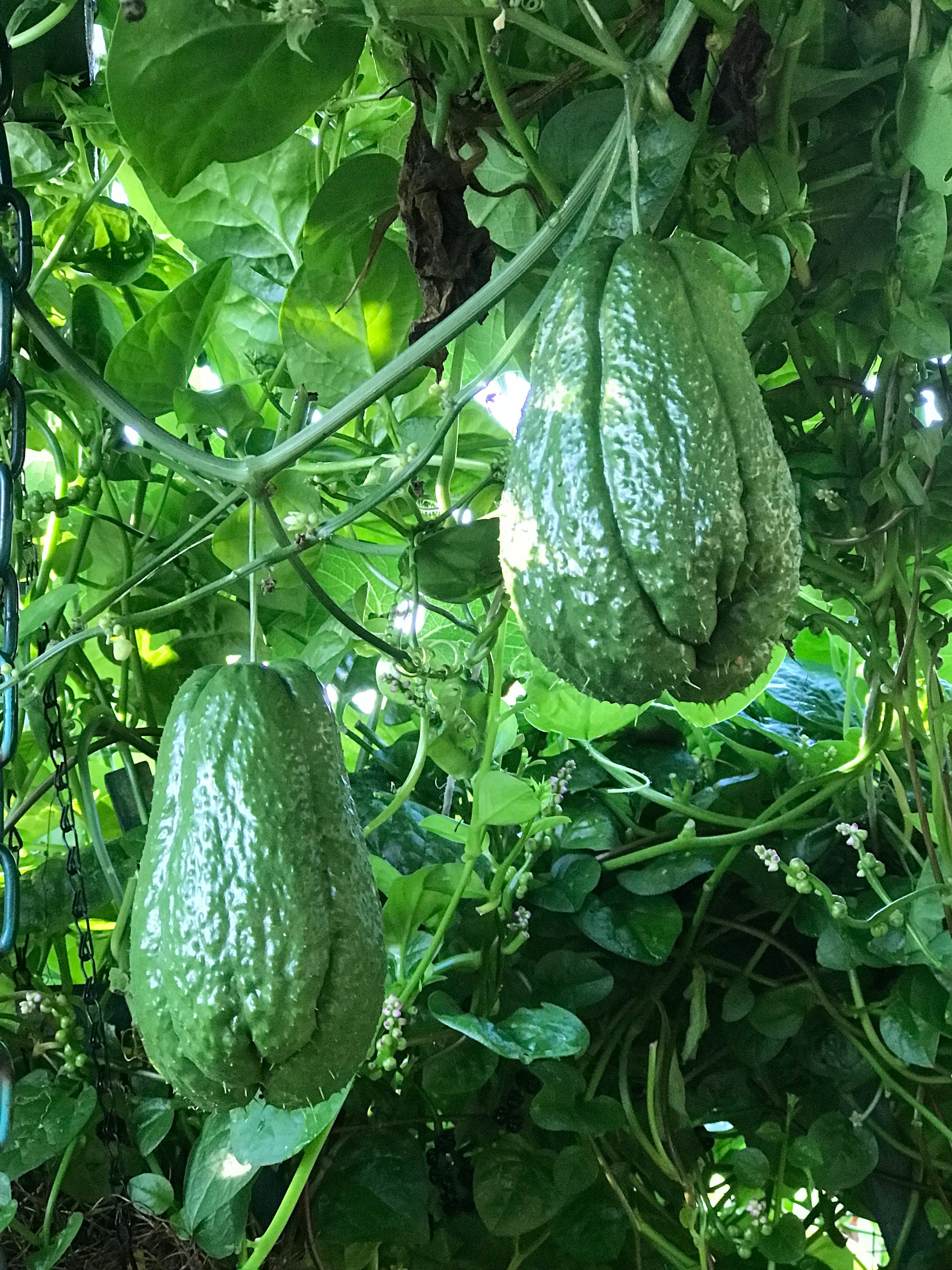 Unsprout Chayote Pear Soft Spike ( Perennial}edible - Etsy