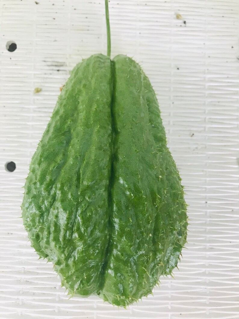 Unsprout Chayote Pear Soft Spike ( Perennial}edible - Etsy
