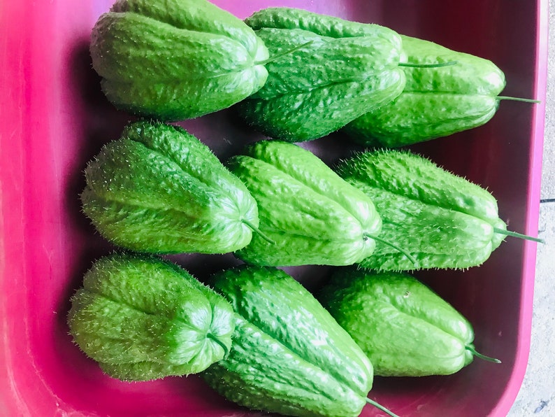 Unsprout Chayote Pear Soft Spike ( Perennial}edible - Etsy