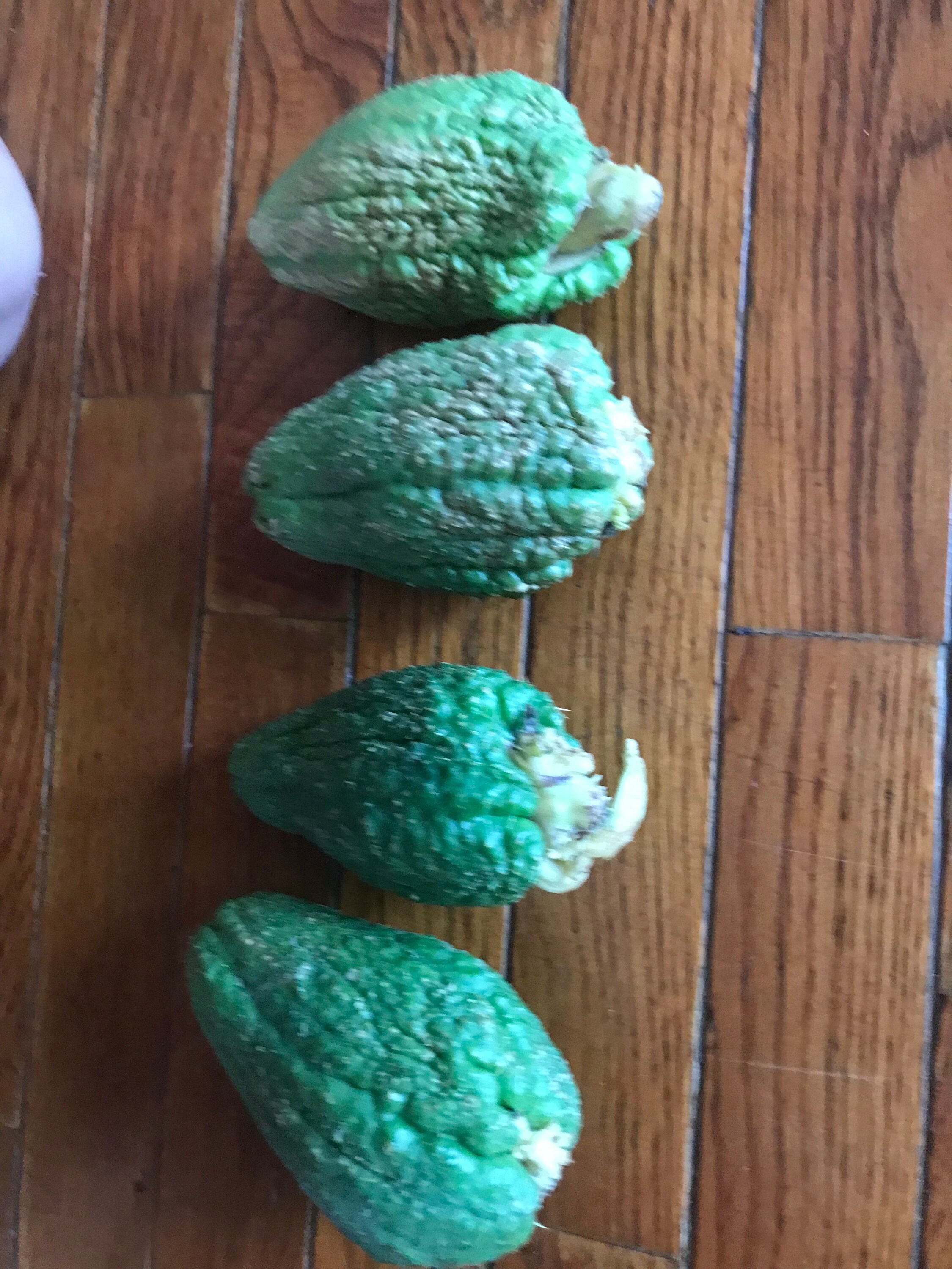 Sprouts Chayote Pear Soft Spikes - Etsy