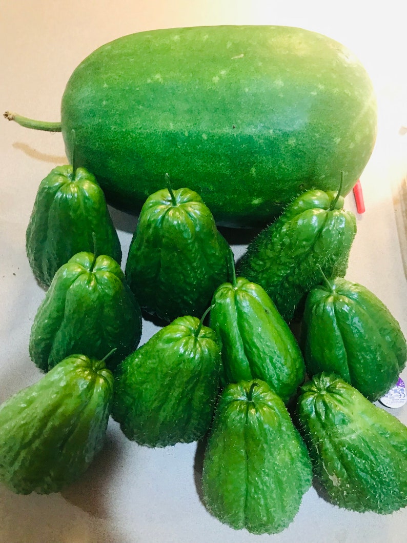 Unsprout Chayote Pear Soft Spike ( Perennial}edible - Etsy