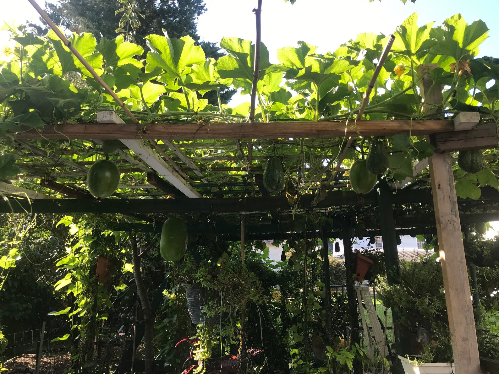 Unsprout Chayote Pear Soft Spike ( Perennial}edible - Etsy